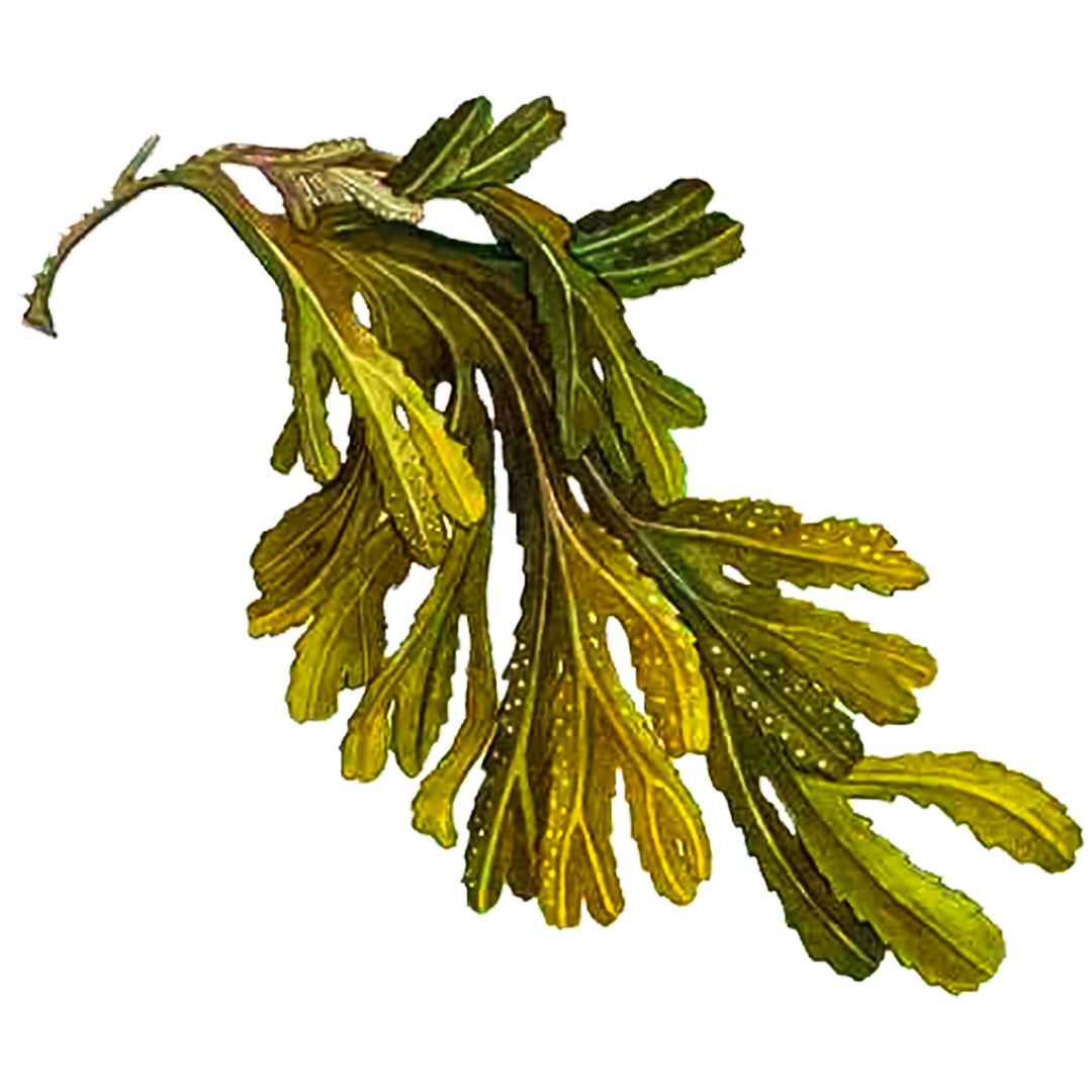Bladderwrack